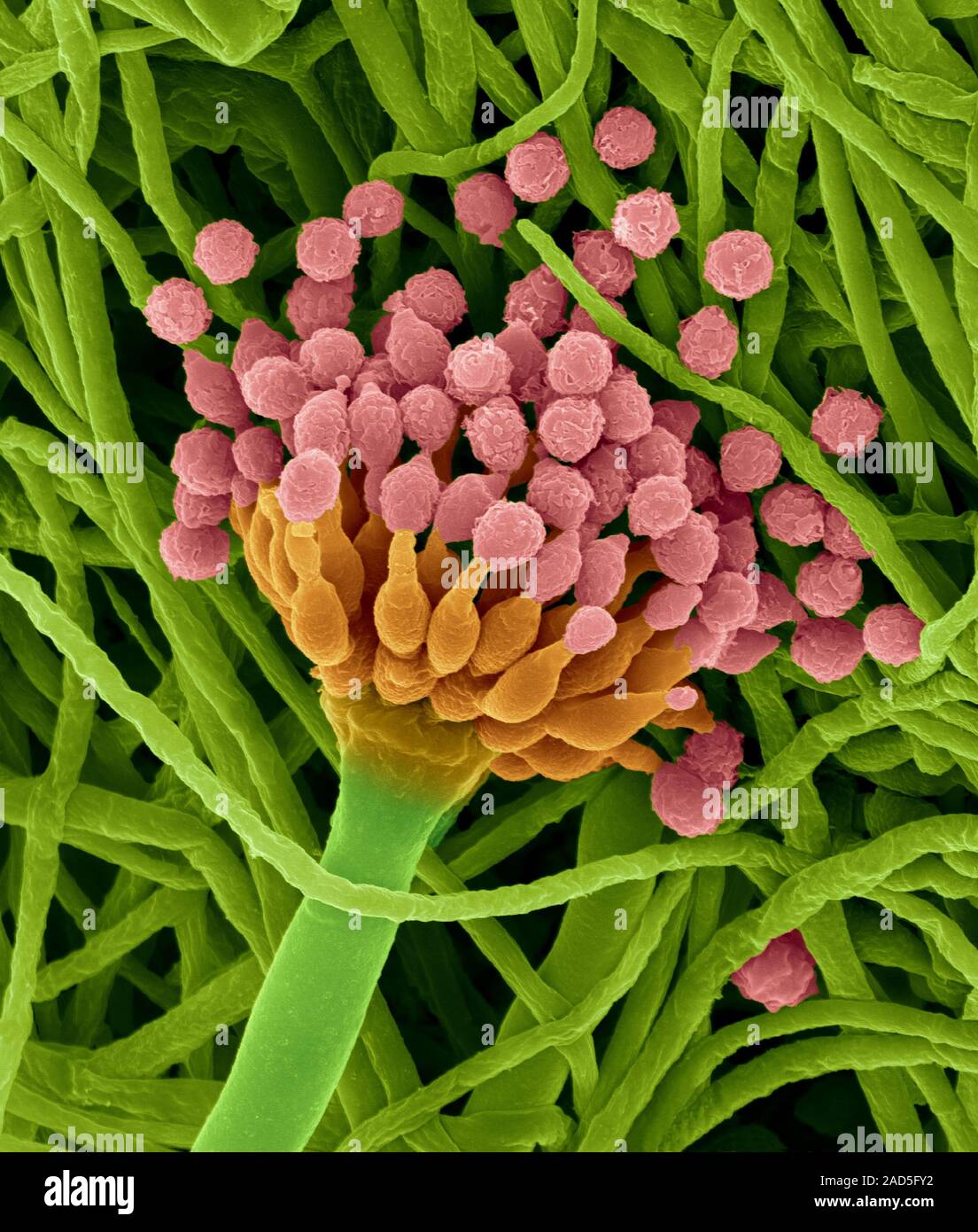 Coloured scanning electron micrograph (SEM) of Green mould hyphae and fruiting structure ...