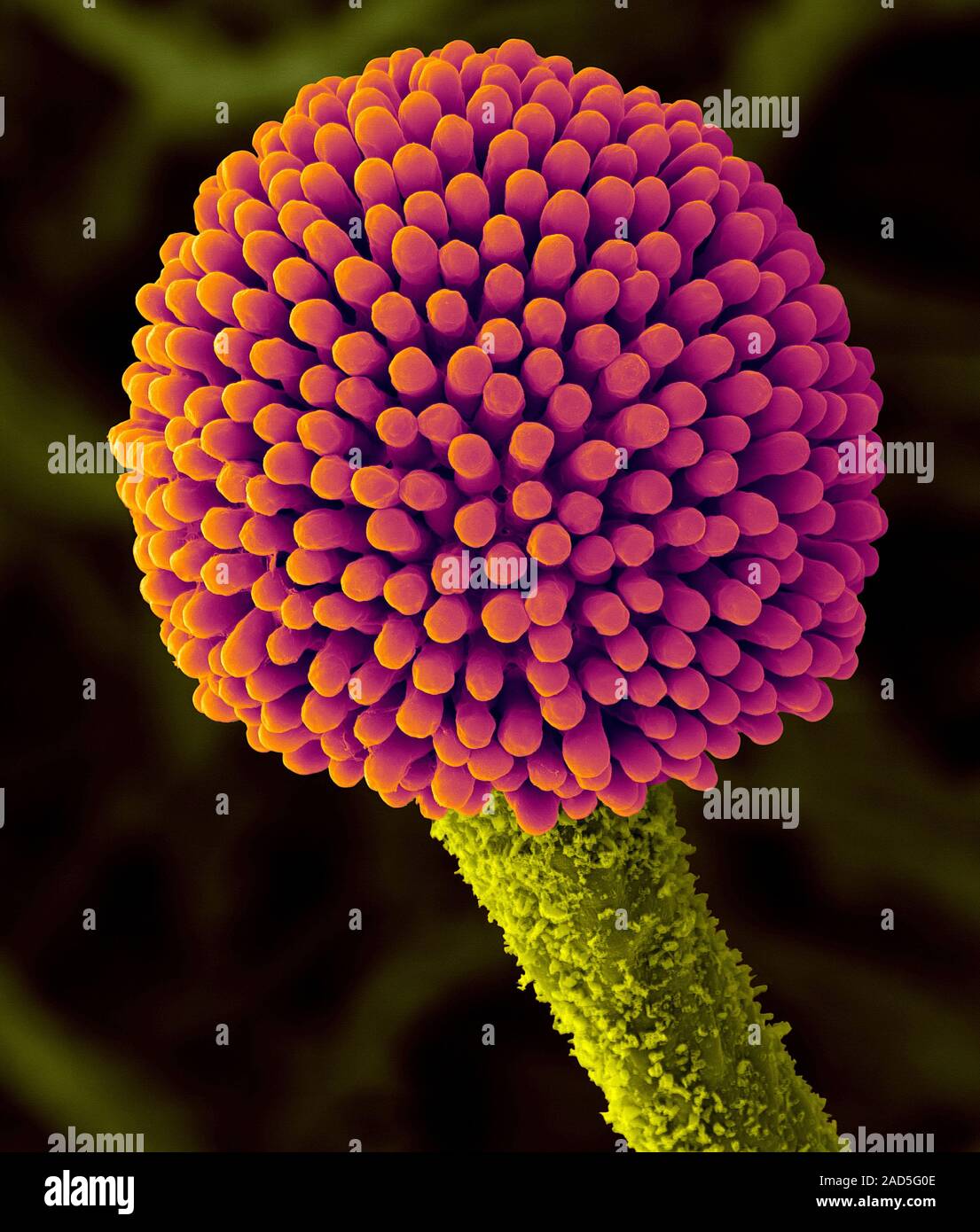 Coloured scanning electron micrograph (SEM) of Developing mould fruiting structure, or ...