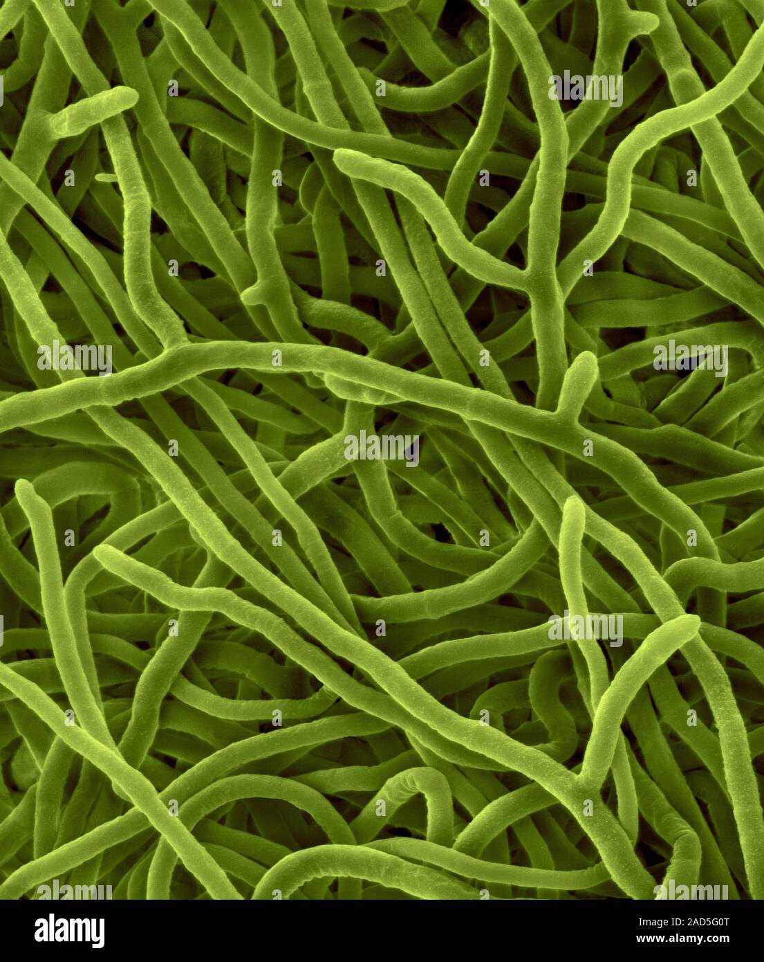 Coloured scanning electron micrograph (SEM) of Hyphae (mycelium) of ...