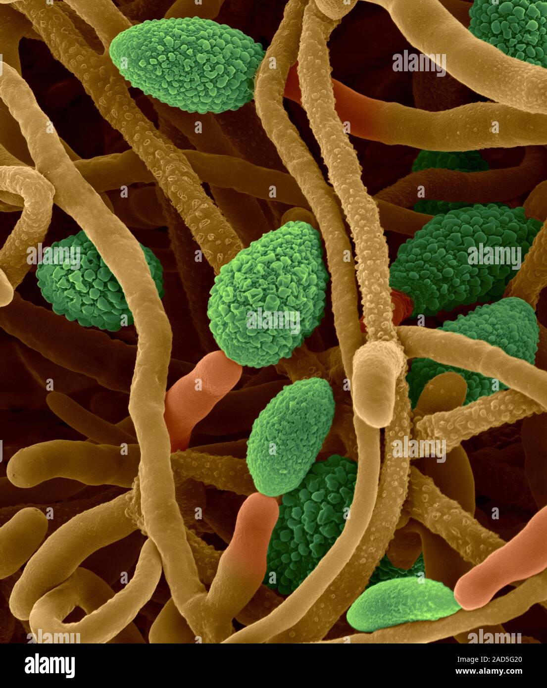 Coloured scanning electron micrograph (SEM) of Sporulating, filamentous ...