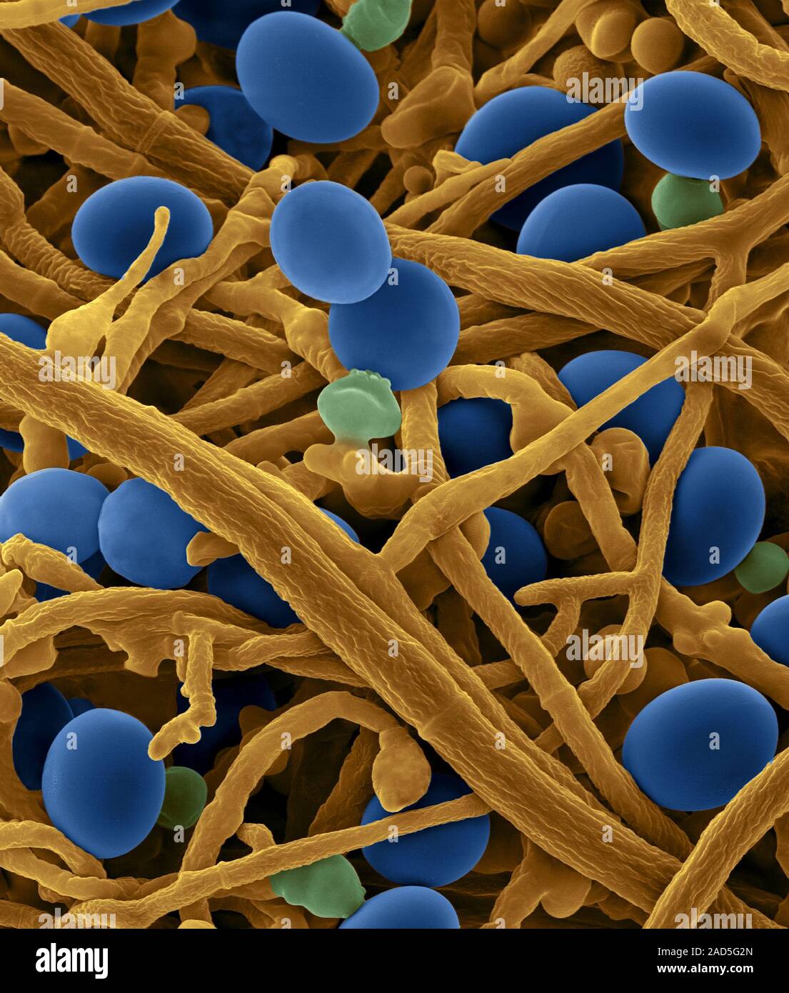 Coloured scanning electron micrograph (SEM) of Sporulating, filamentous ...