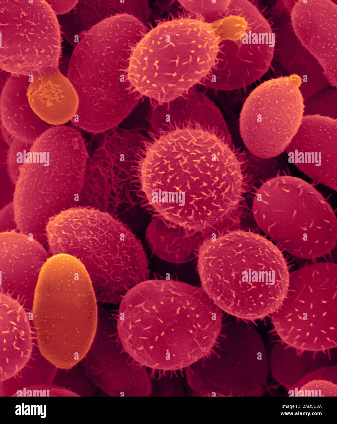 Coloured scanning electron micrograph (SEM) of Hymenomycetous yeast ...