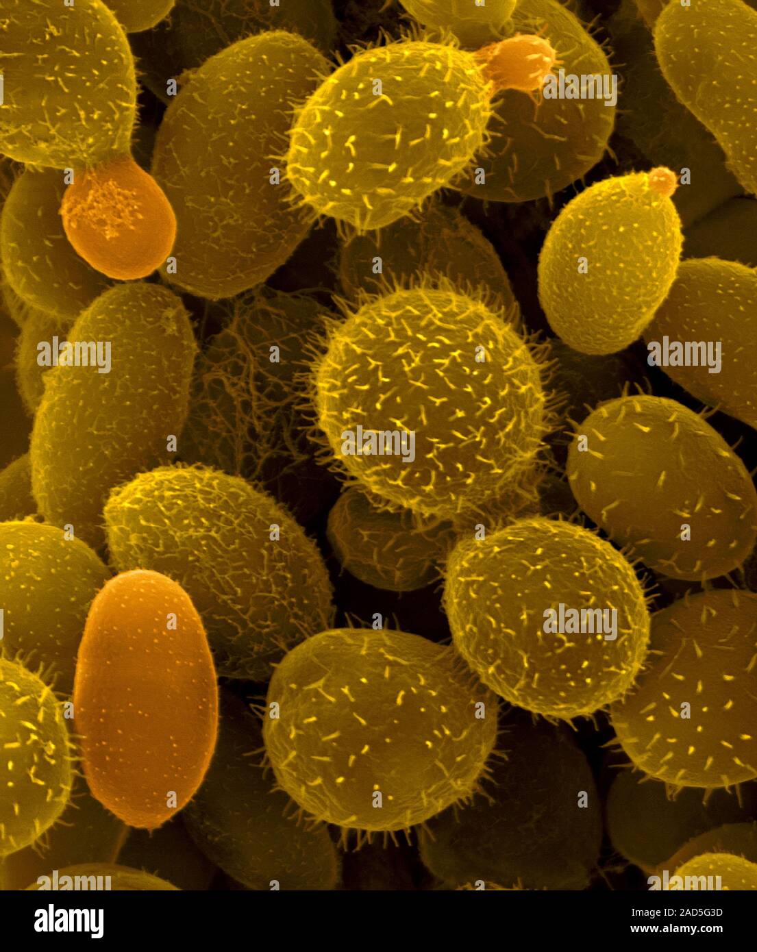 Coloured scanning electron micrograph (SEM) of Hymenomycetous yeast ...