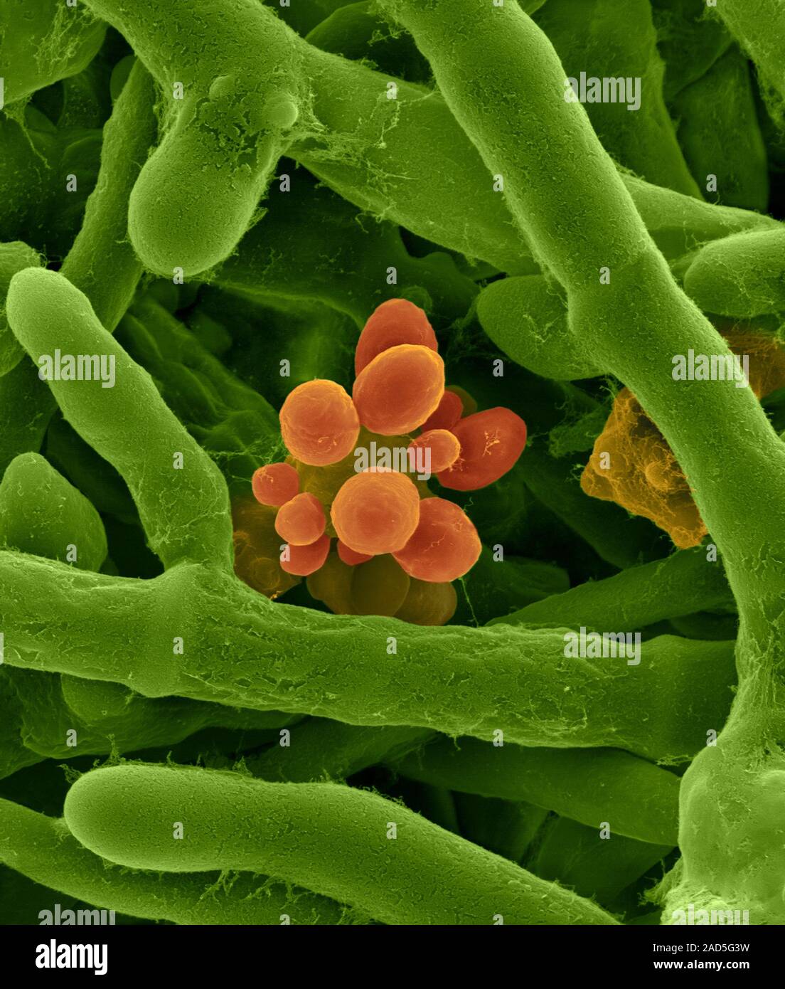 Coloured scanning electron micrograph (SEM) of the common indoor ...