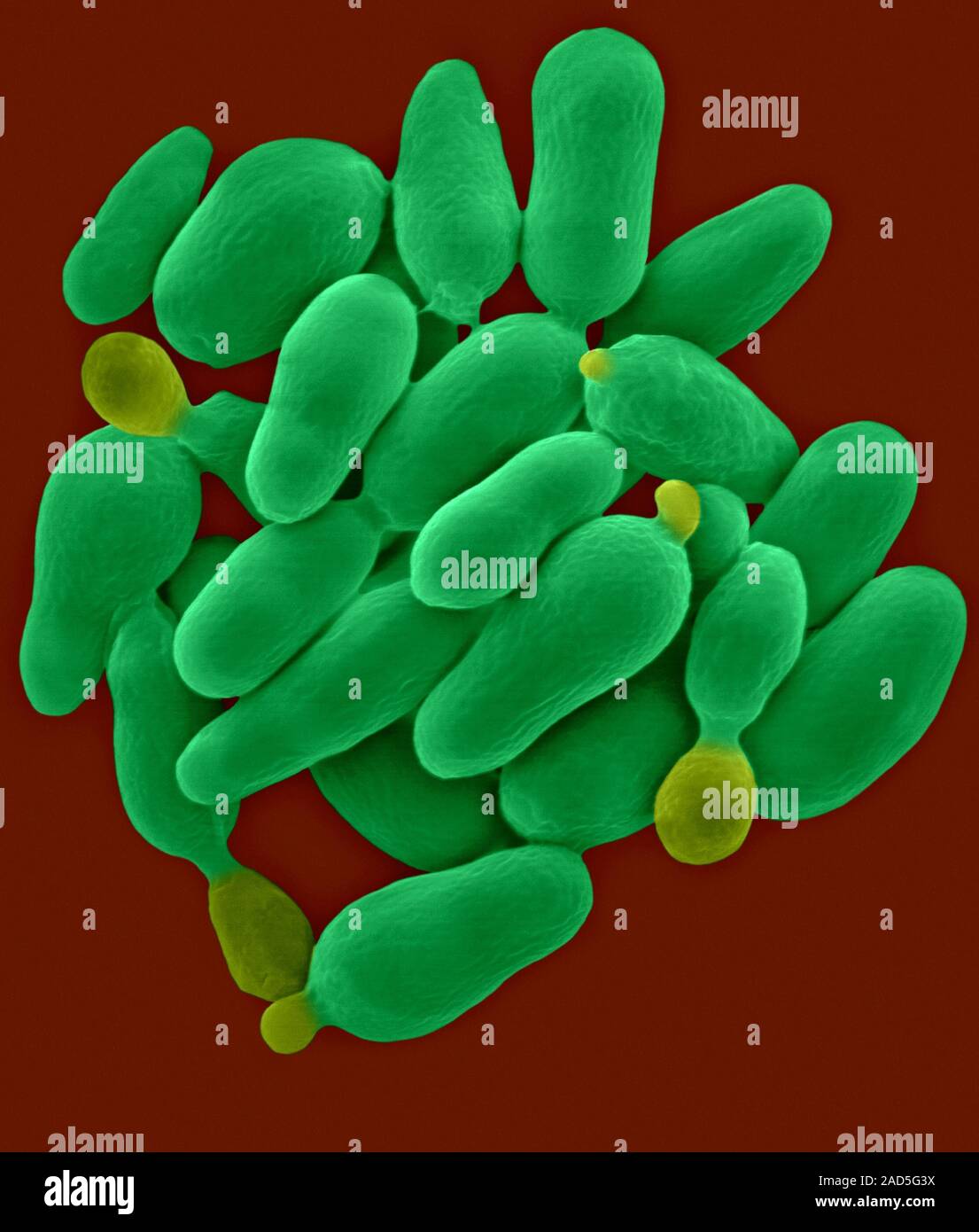 Coloured scanning electron micrograph (SEM) of the basidiomycete yeast ...