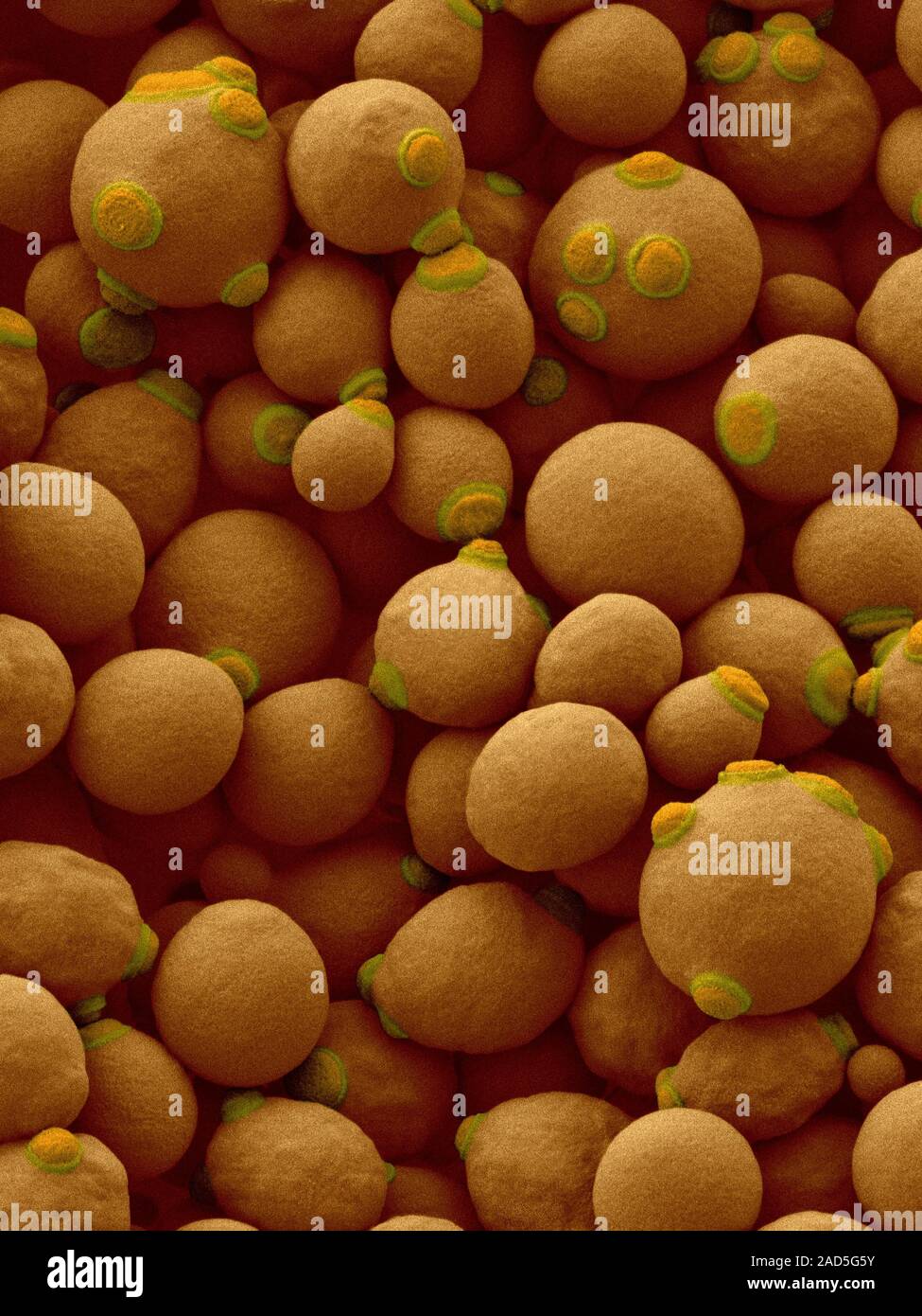 Coloured scanning electron micrograph (SEM) of Candida albicans - yeast ...