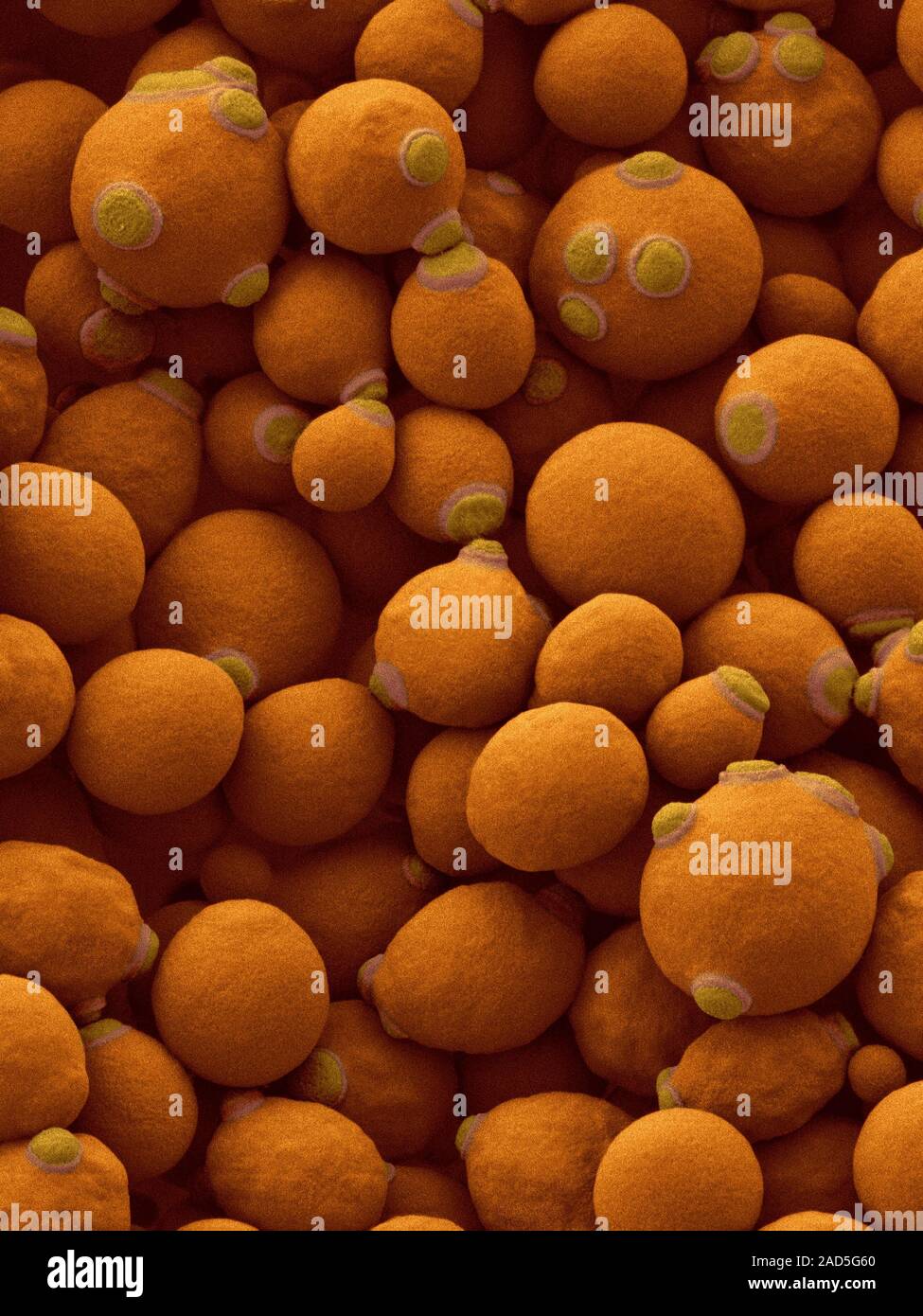 Coloured scanning electron micrograph (SEM) of Candida albicans - yeast ...