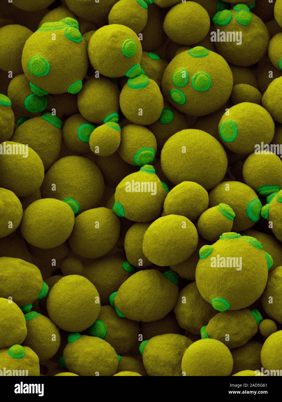 Coloured scanning electron micrograph (SEM) of Candida albicans - yeast ...