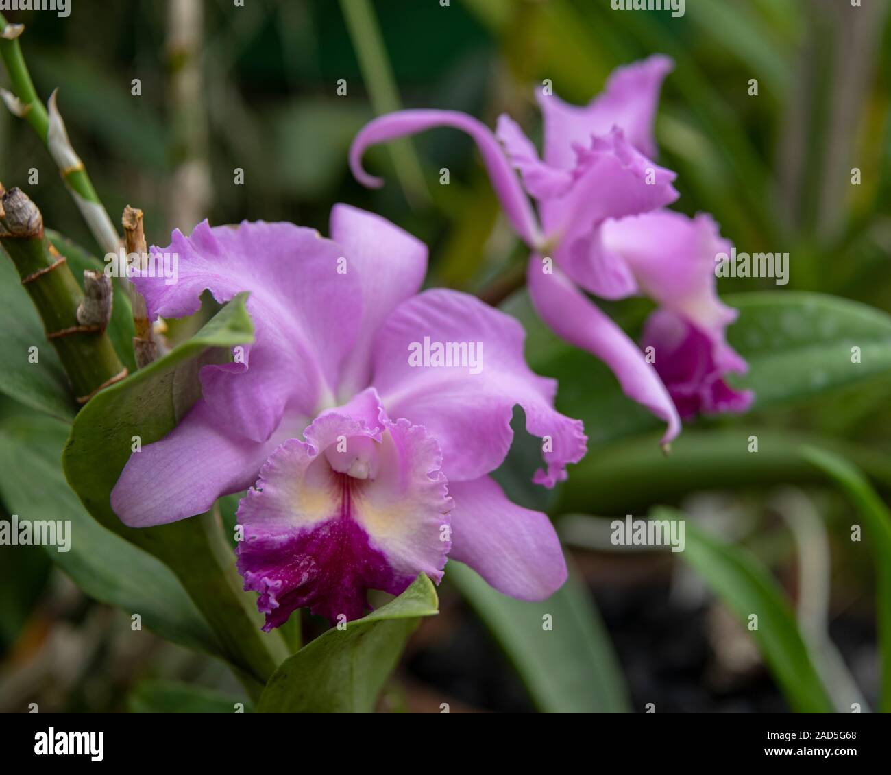 Sri Lanka, Botanical Garden - August 2015 - Orchid blooms Stock Photo ...
