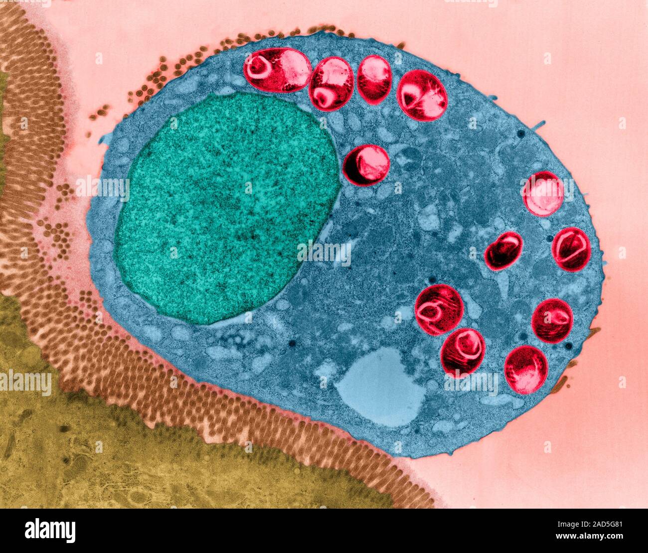 Coloured transmission electron micrograph (TEM) of Enterocytozoon ...