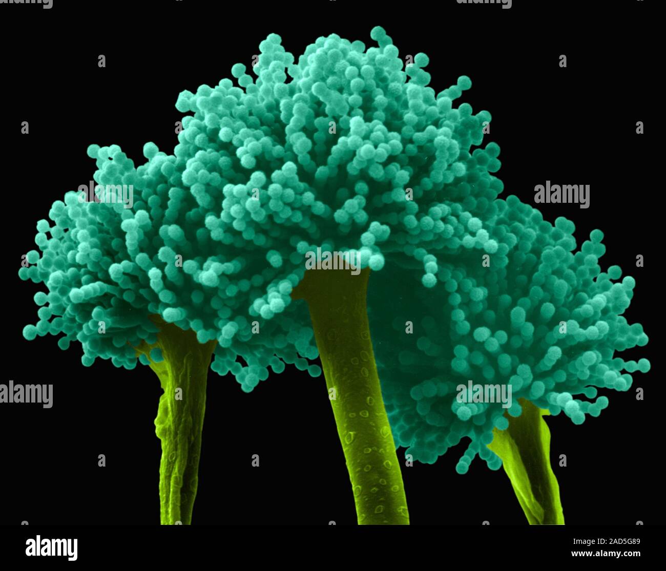 Coloured scanning electron micrograph (SEM) of Mould fruiting structures (Aspergillus versicolor ...