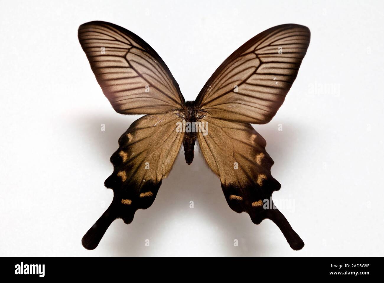 Alcinous High Resolution Stock Photography and Images - Alamy