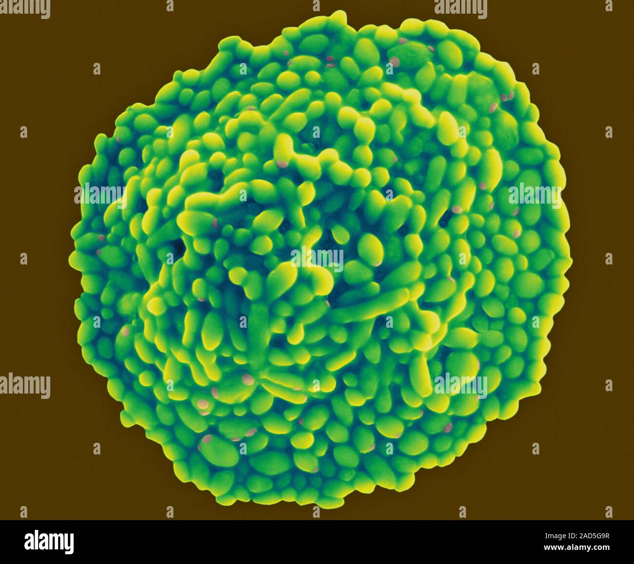 Coloured scanning electron micrograph (SEM) of Yeast Colony ...