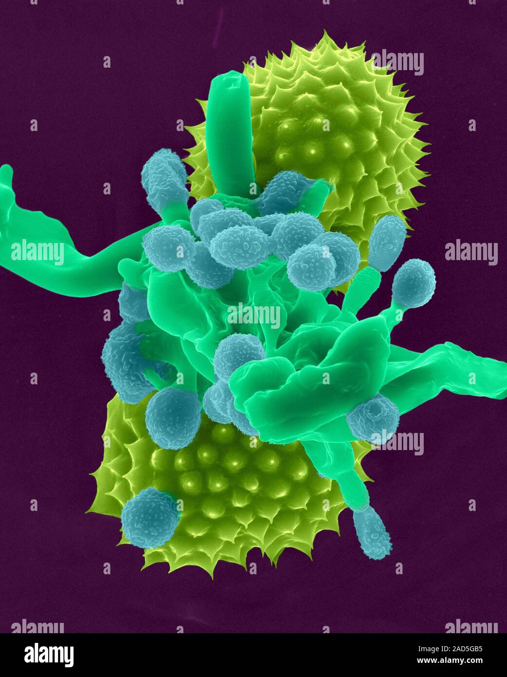 Coloured scanning electron micrograph (SEM) of Powdery mildew mould ...