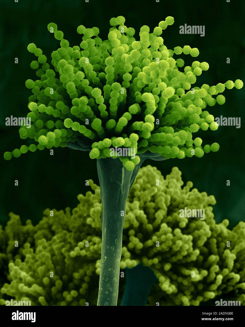 Coloured scanning electron micrograph (SEM) of Mould (Aspergillus ...