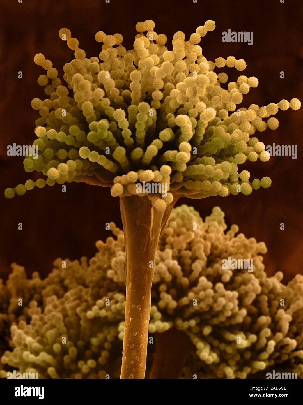 Coloured scanning electron micrograph (SEM) of Mould (Aspergillus versicolor). Conidia (asexual ...