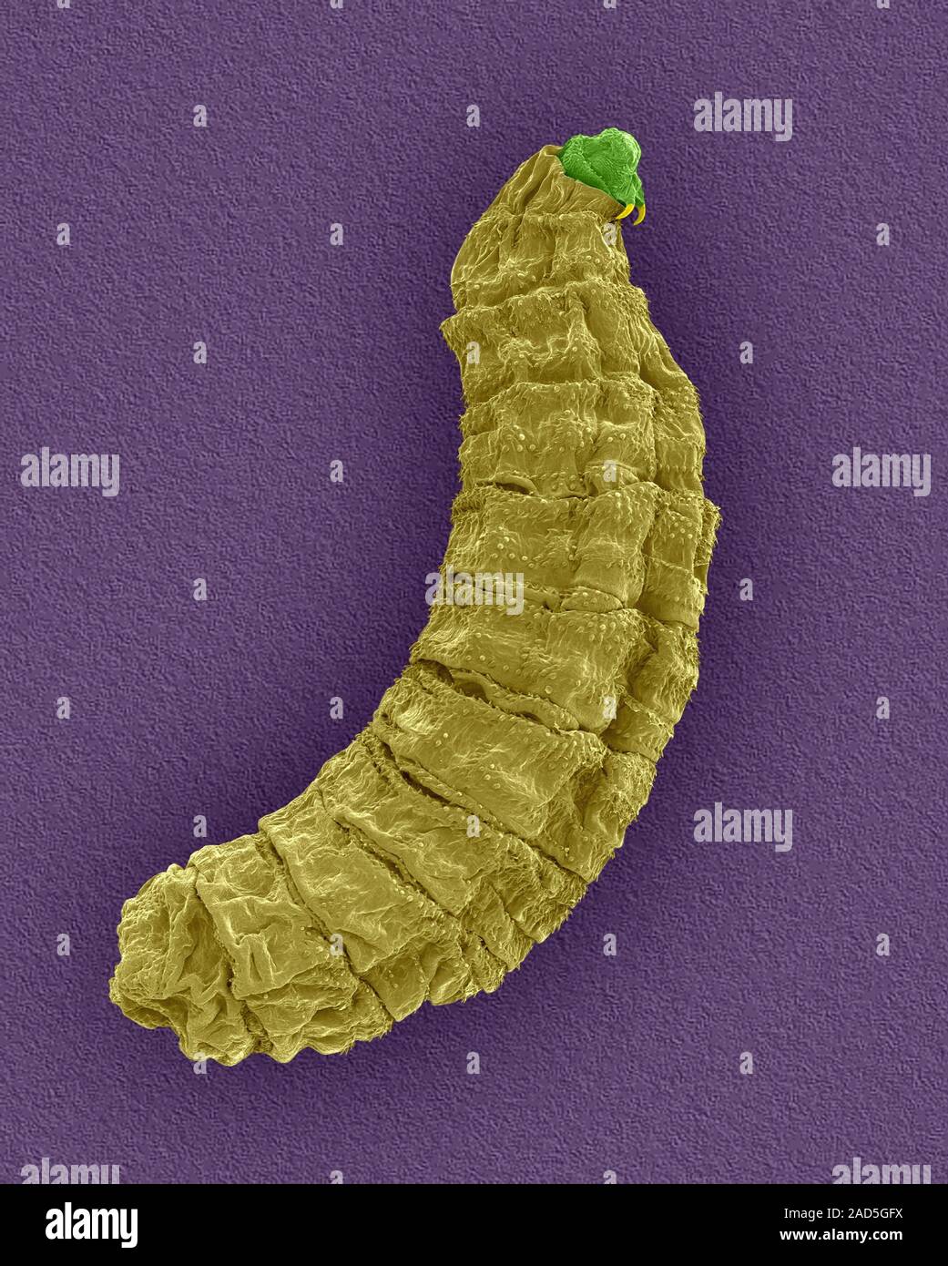 Coloured scanning electron micrograph (SEM) of Fly larva from an animal ...