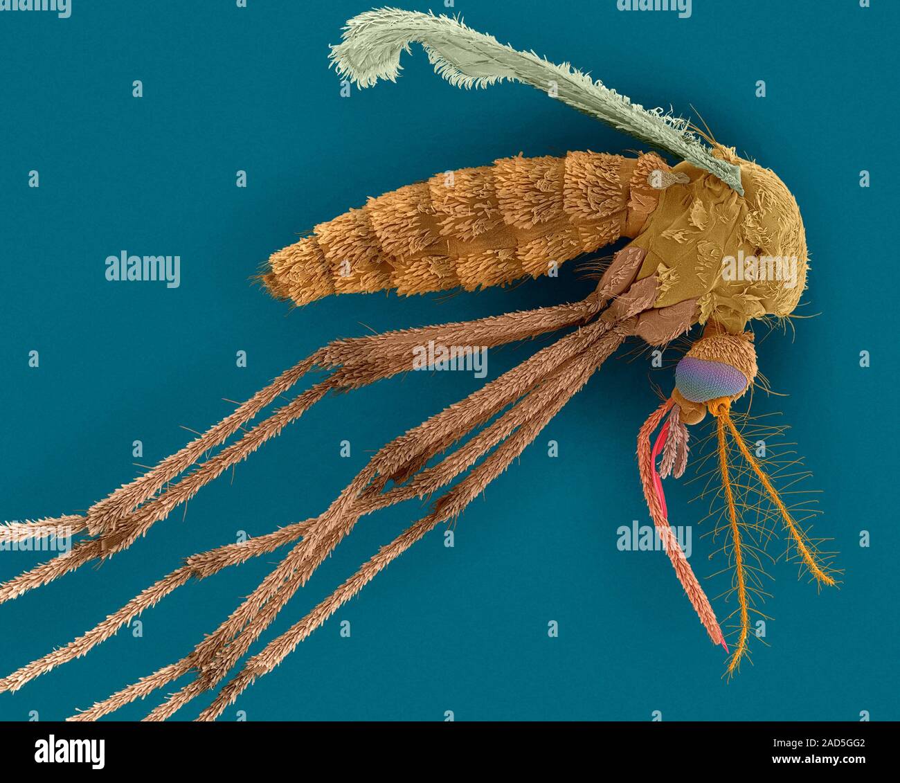 Coloured scanning electron micrograph (SEM) of Female Asian tiger ...