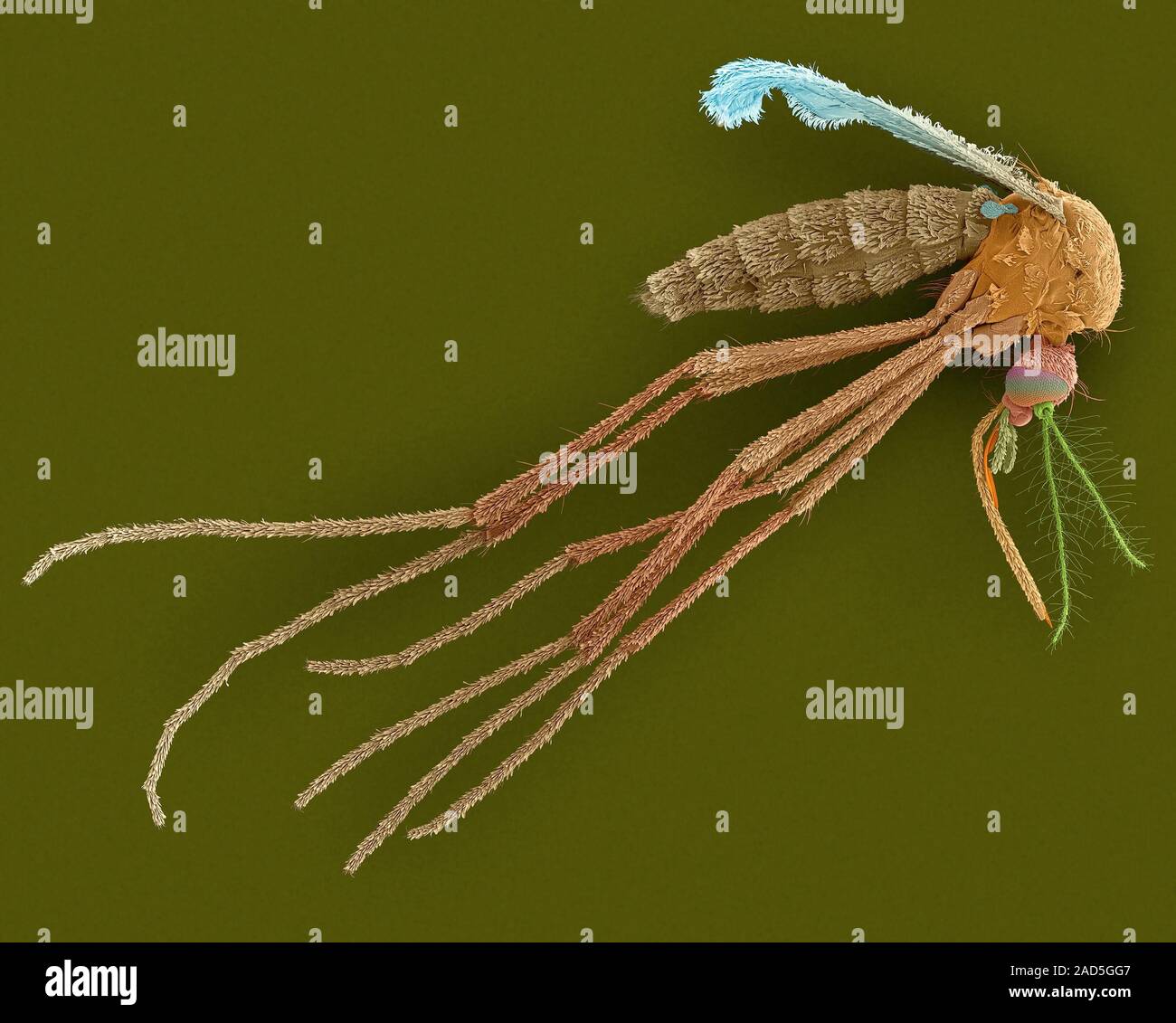 Coloured scanning electron micrograph (SEM) of Female Asian tiger ...
