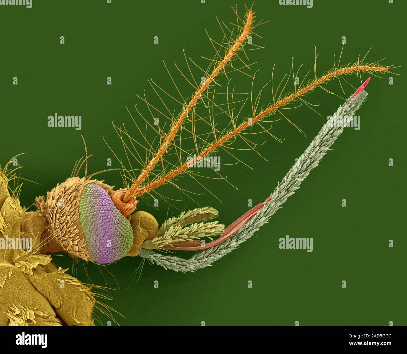 Coloured scanning electron micrograph (SEM) of Female Asian tiger ...
