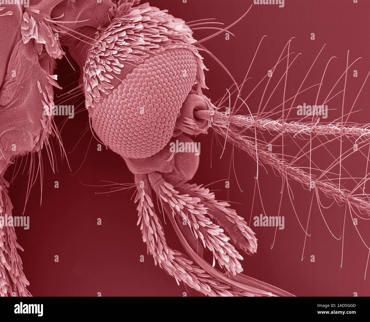 Coloured scanning electron micrograph (SEM) of Female Asian tiger ...