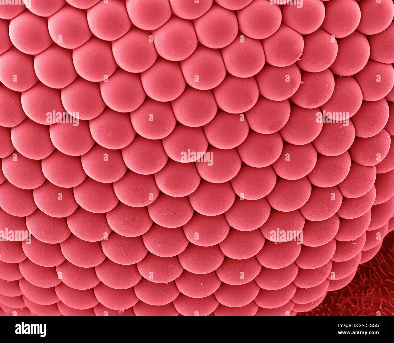 Coloured scanning electron micrograph (SEM) of Female Asian tiger ...
