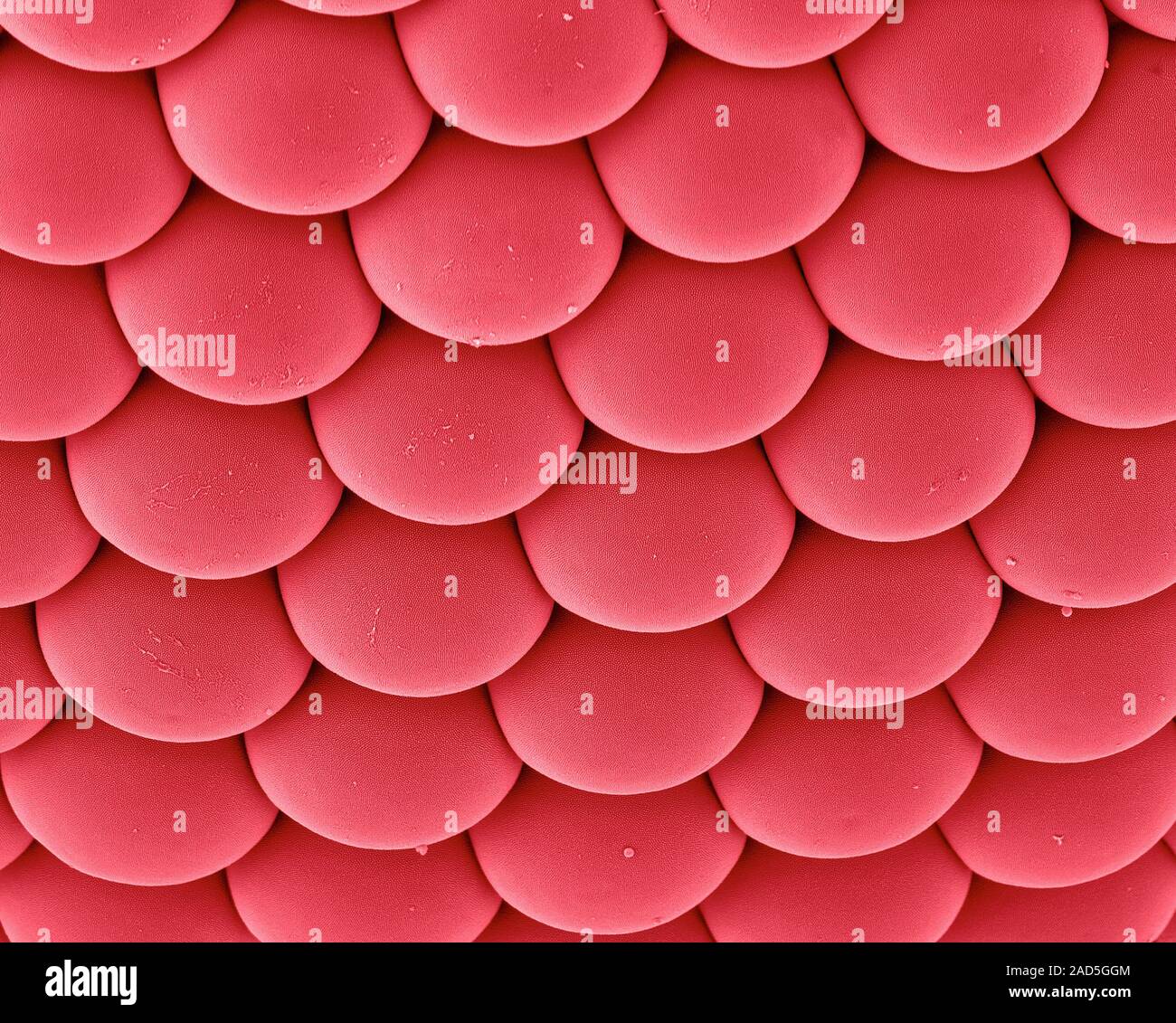 Coloured scanning electron micrograph (SEM) of Female Asian tiger ...