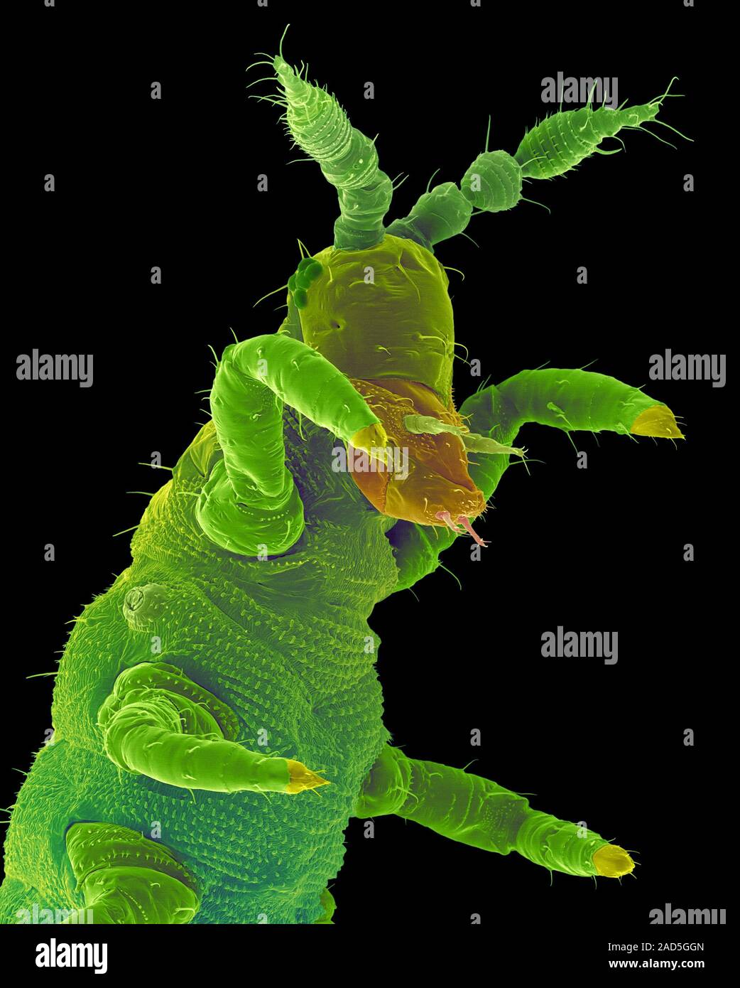 Coloured scanning electron micrograph (SEM) of Western flower thrips ...
