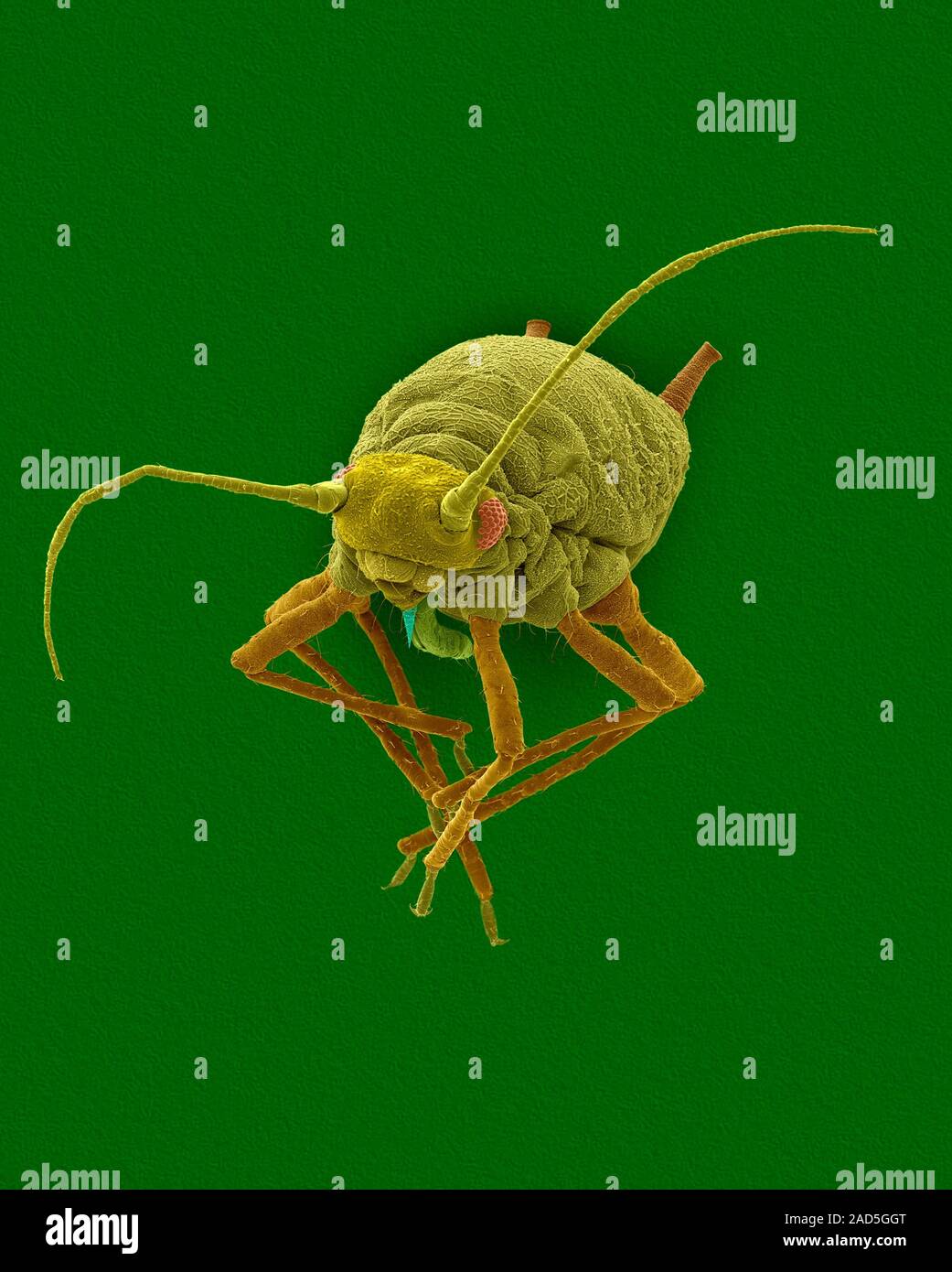Coloured scanning electron micrograph (SEM) of Cotton aphid (Aphis ...