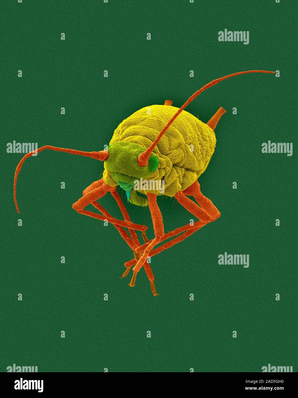 Coloured scanning electron micrograph (SEM) of Cotton aphid (Aphis ...