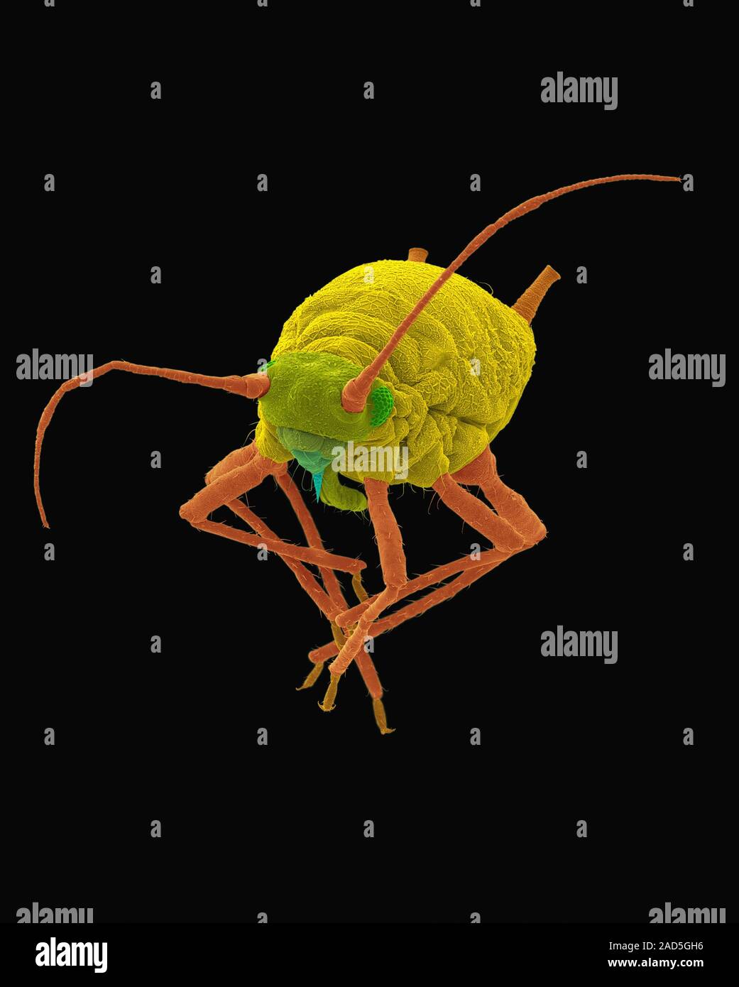 Coloured scanning electron micrograph (SEM) of Cotton aphid (Aphis ...