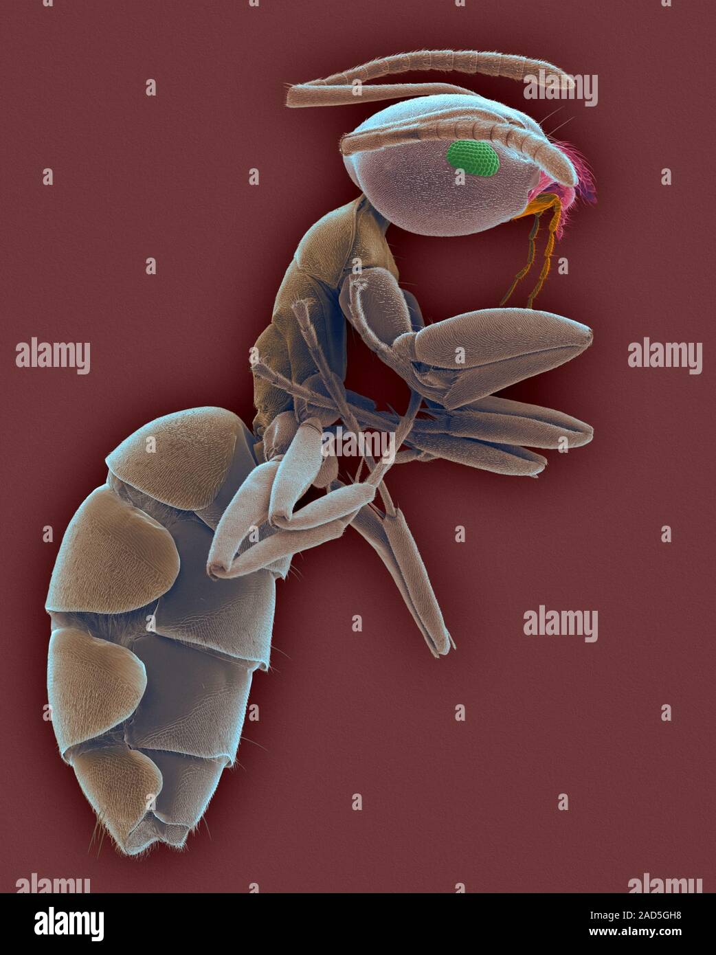 Coloured scanning electron micrograph (SEM) of Odorous house ant ...