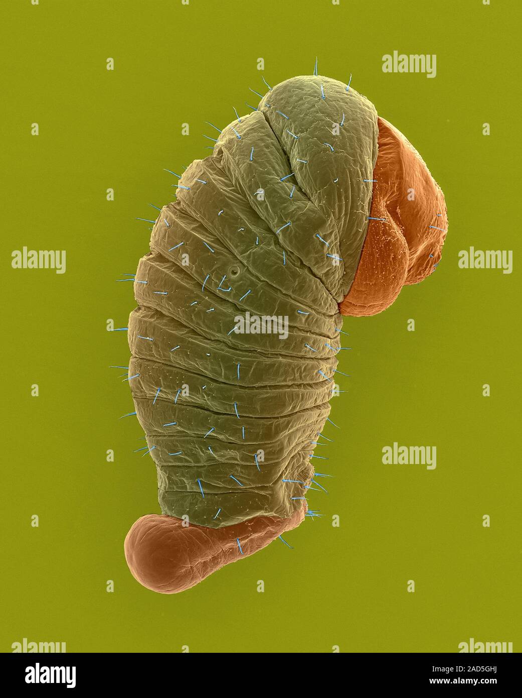 Coloured scanning electron micrograph (SEM) of Common odorous house ant ...