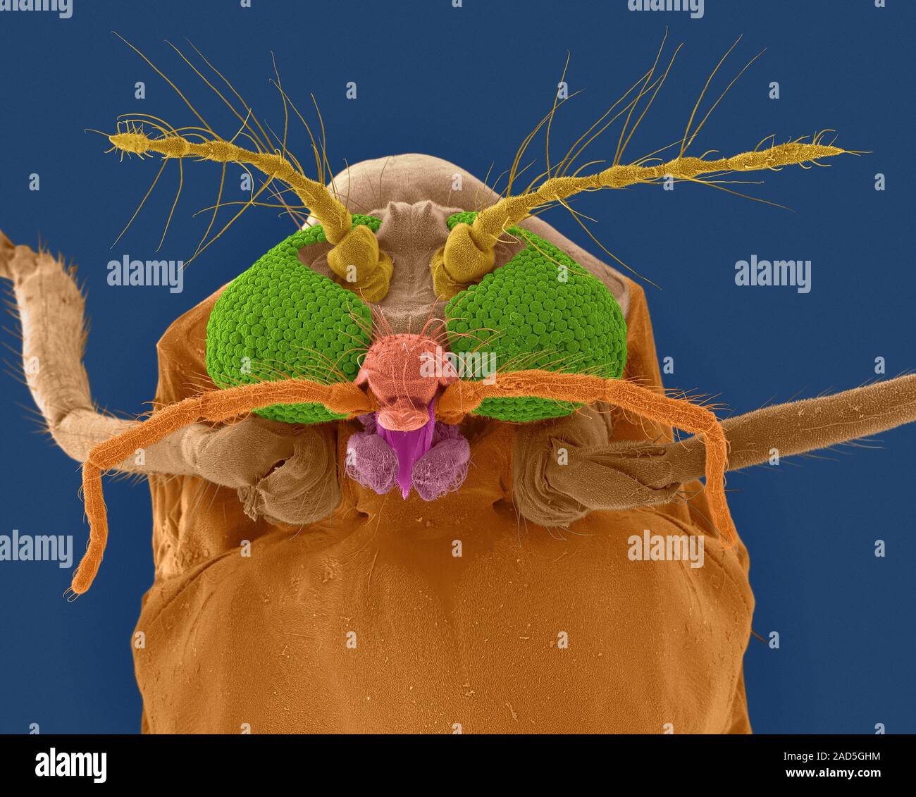 Coloured scanning electron micrograph (SEM) of Biting midge (Culicoides ...