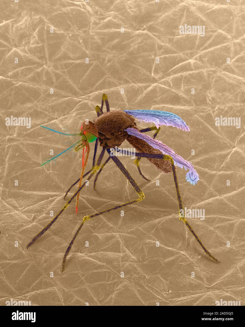 Coloured scanning electron micrograph (SEM) of Female Asian tiger ...