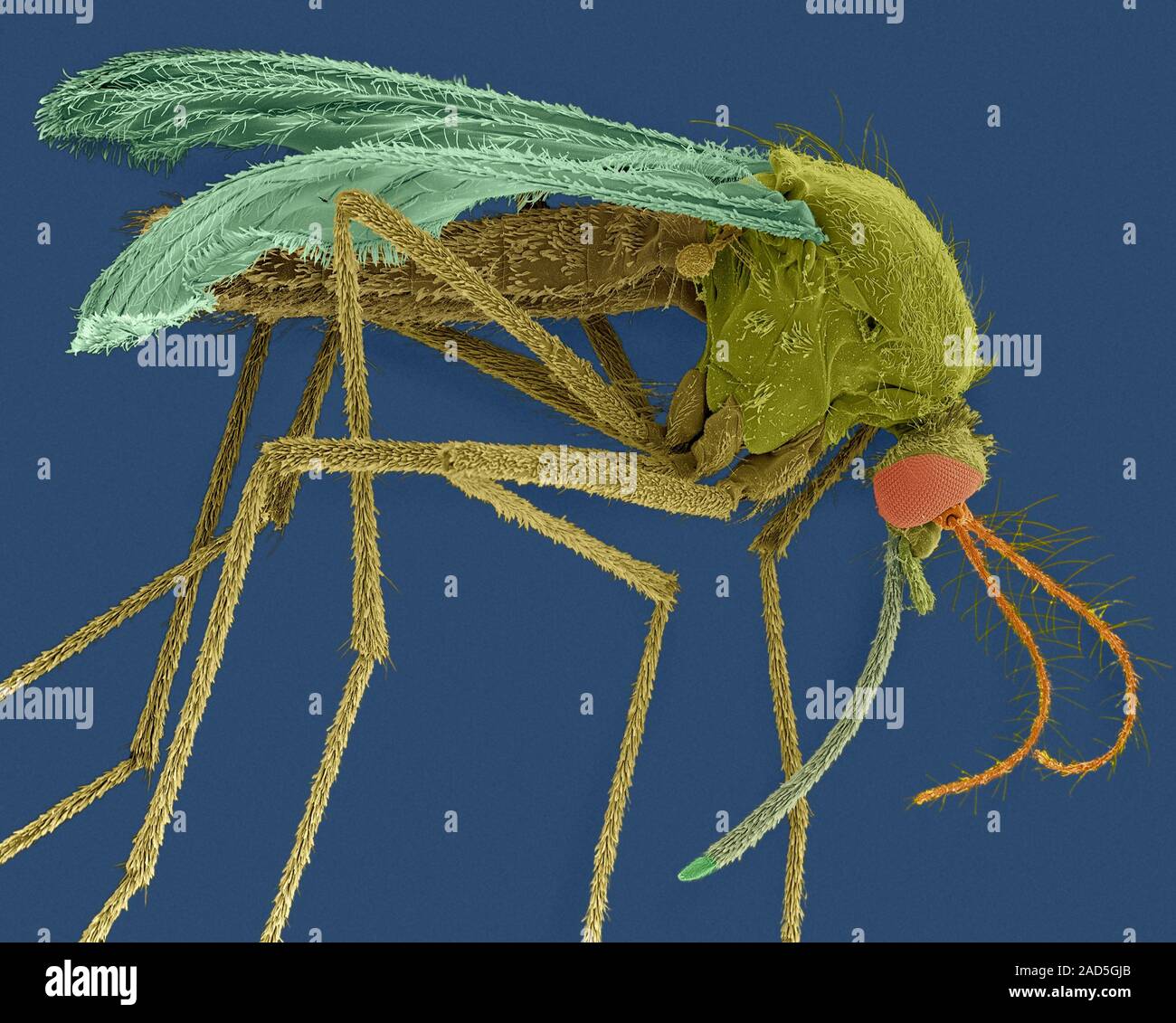 Coloured scanning electron micrograph (SEM) of Female mosquito with ...