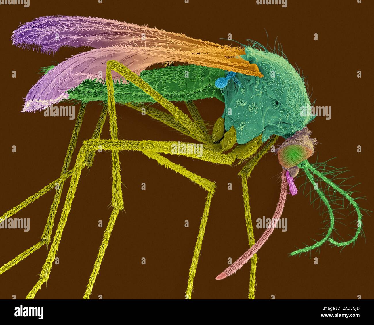 Coloured scanning electron micrograph (SEM) of Female mosquito with ...