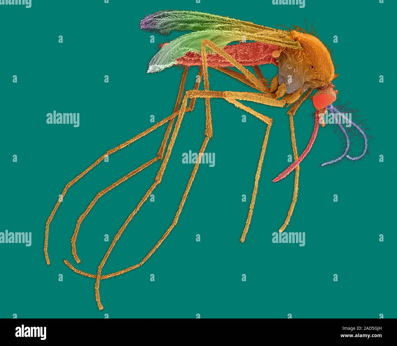 Coloured scanning electron micrograph (SEM) of Female mosquito with ...