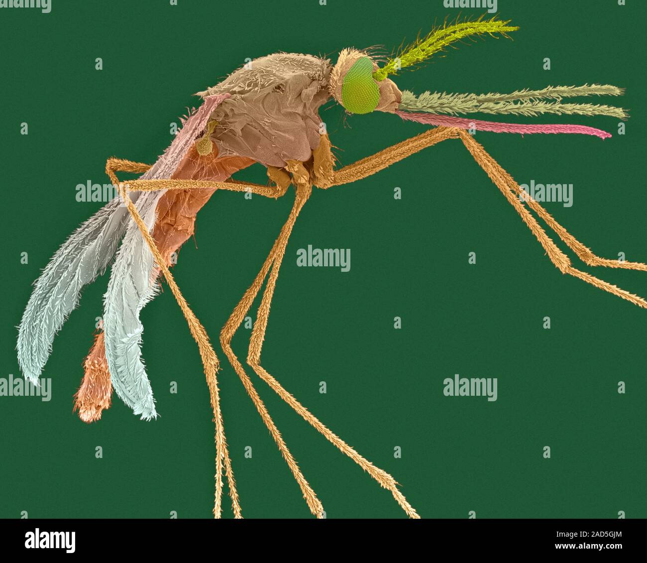 Coloured scanning electron micrograph (SEM) of Female mosquito with ...