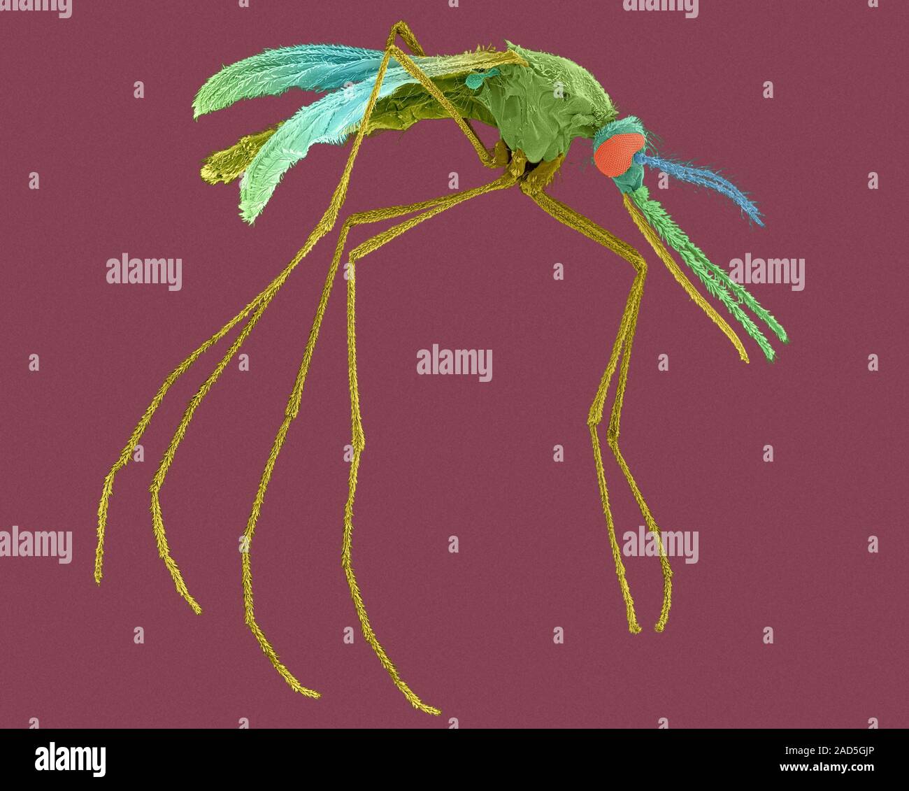 Coloured Scanning Electron Micrograph Sem Of Female Mosquito With Prominent Antenna Maxillary 