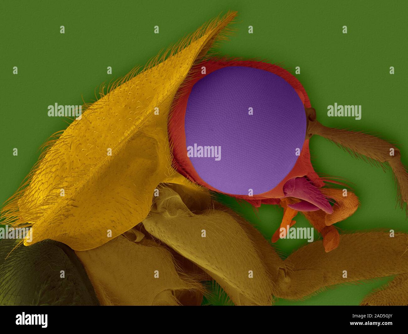 Coloured scanning electron micrograph (SEM) of Common firefly ventral ...