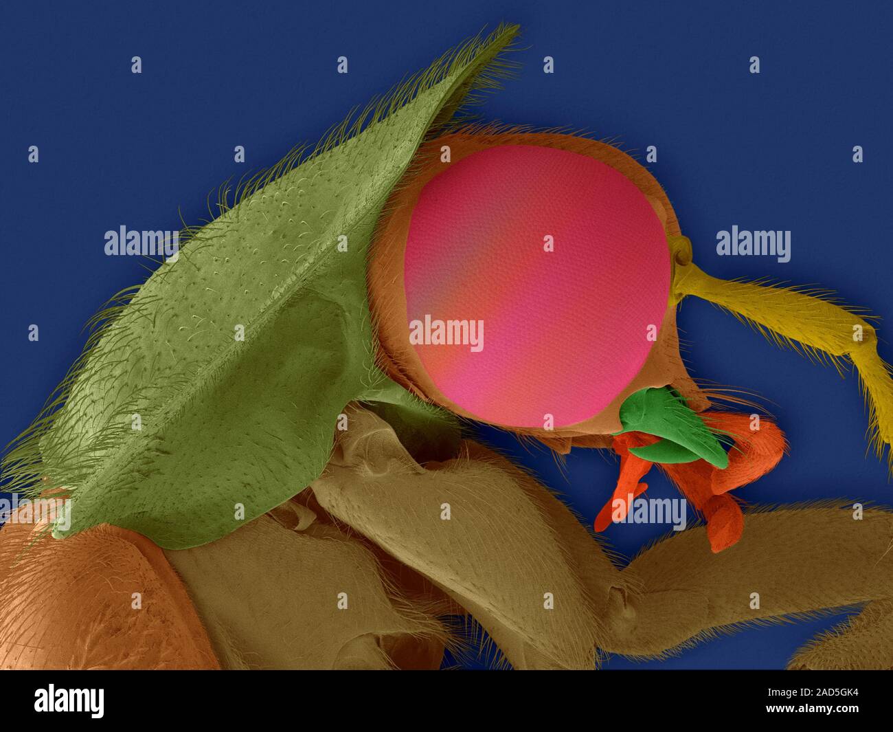 Coloured scanning electron micrograph (SEM) of Common firefly ventral ...