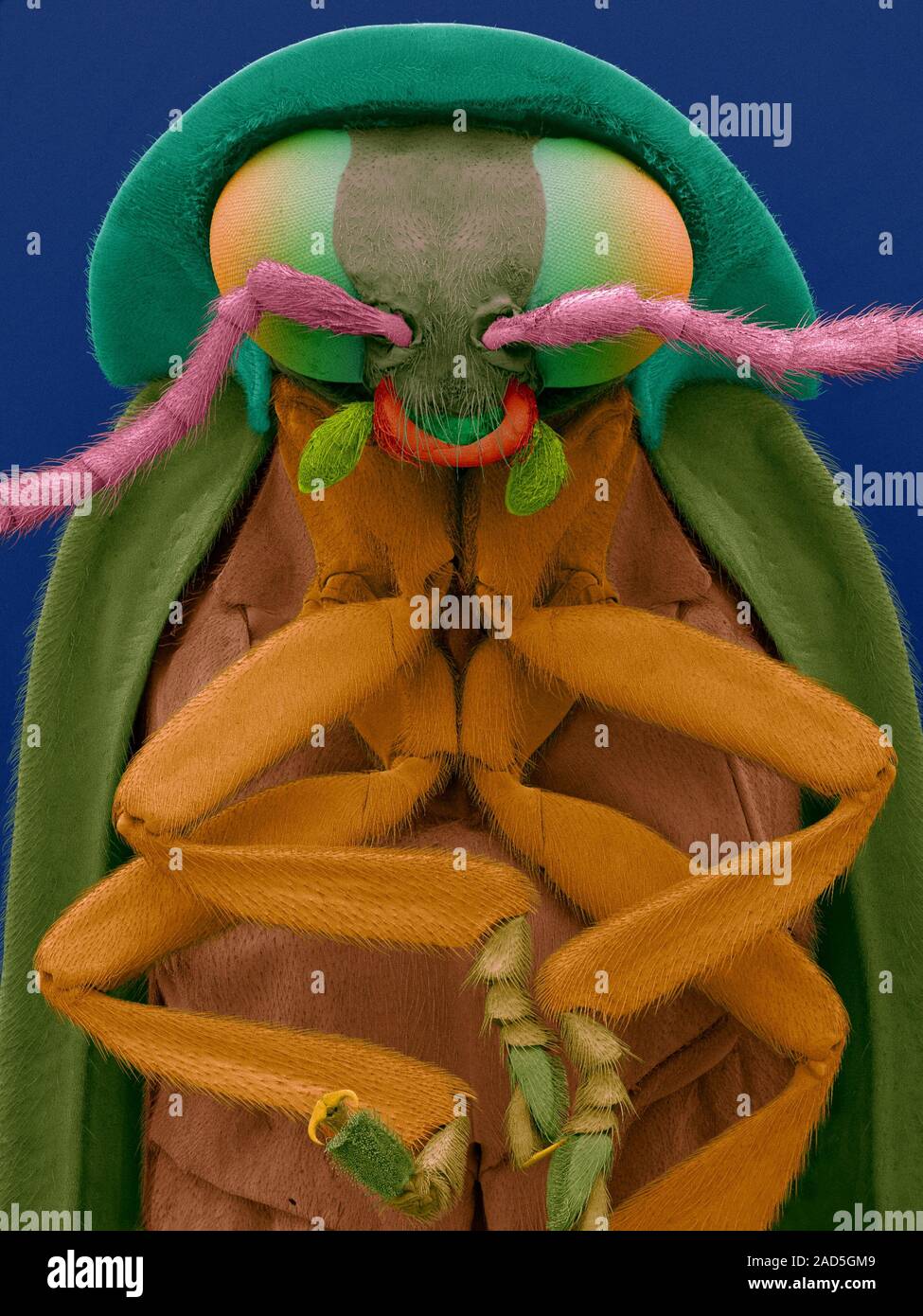 Coloured scanning electron micrograph (SEM) of Common firefly ventral ...