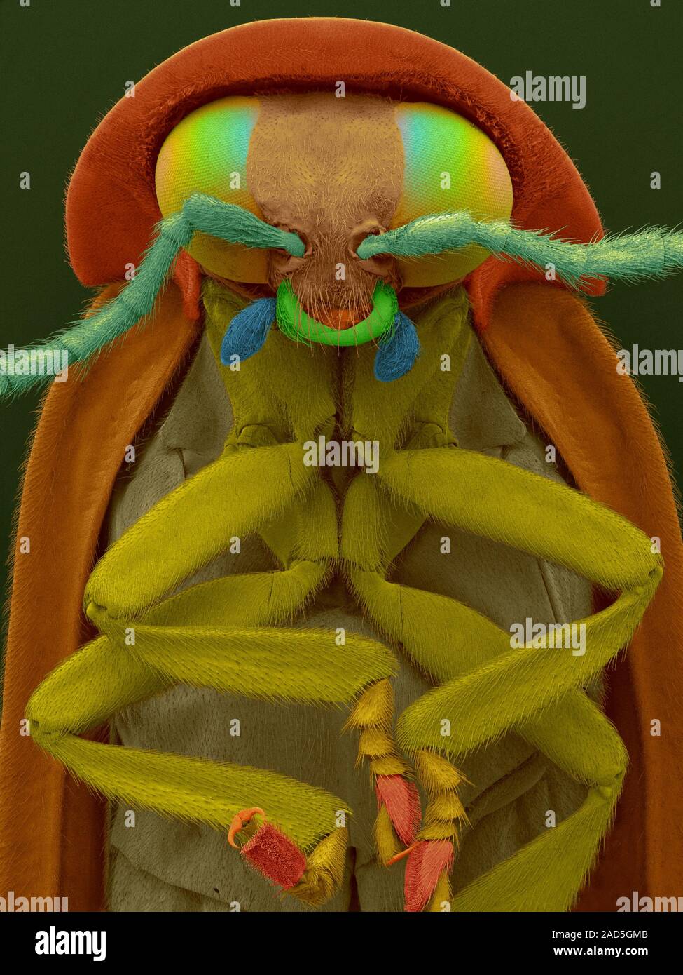 Coloured scanning electron micrograph (SEM) of Common firefly ventral ...