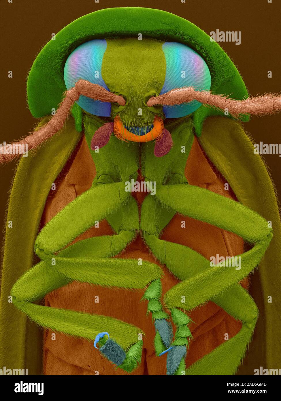 Coloured scanning electron micrograph (SEM) of Common firefly ventral ...