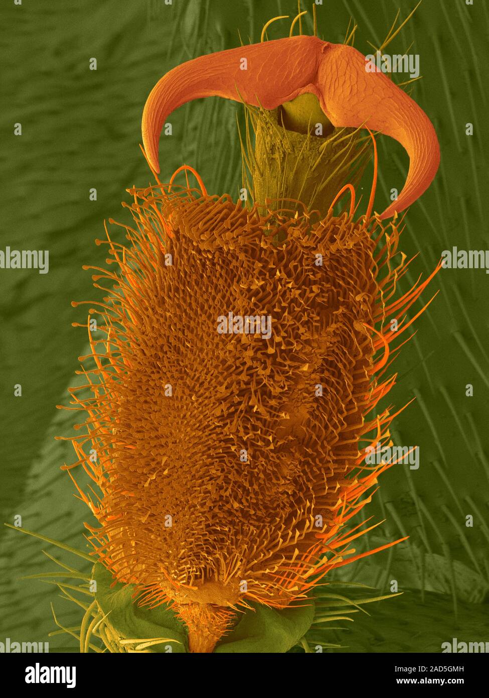 Coloured scanning electron micrograph (SEM) of Common firefly leg ...