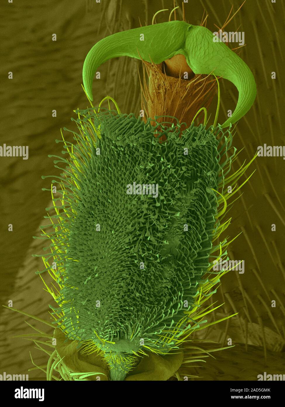 Coloured Scanning Electron Micrograph Sem Of Common Firefly Leg Tarsus Pulvillar Pad And Claw