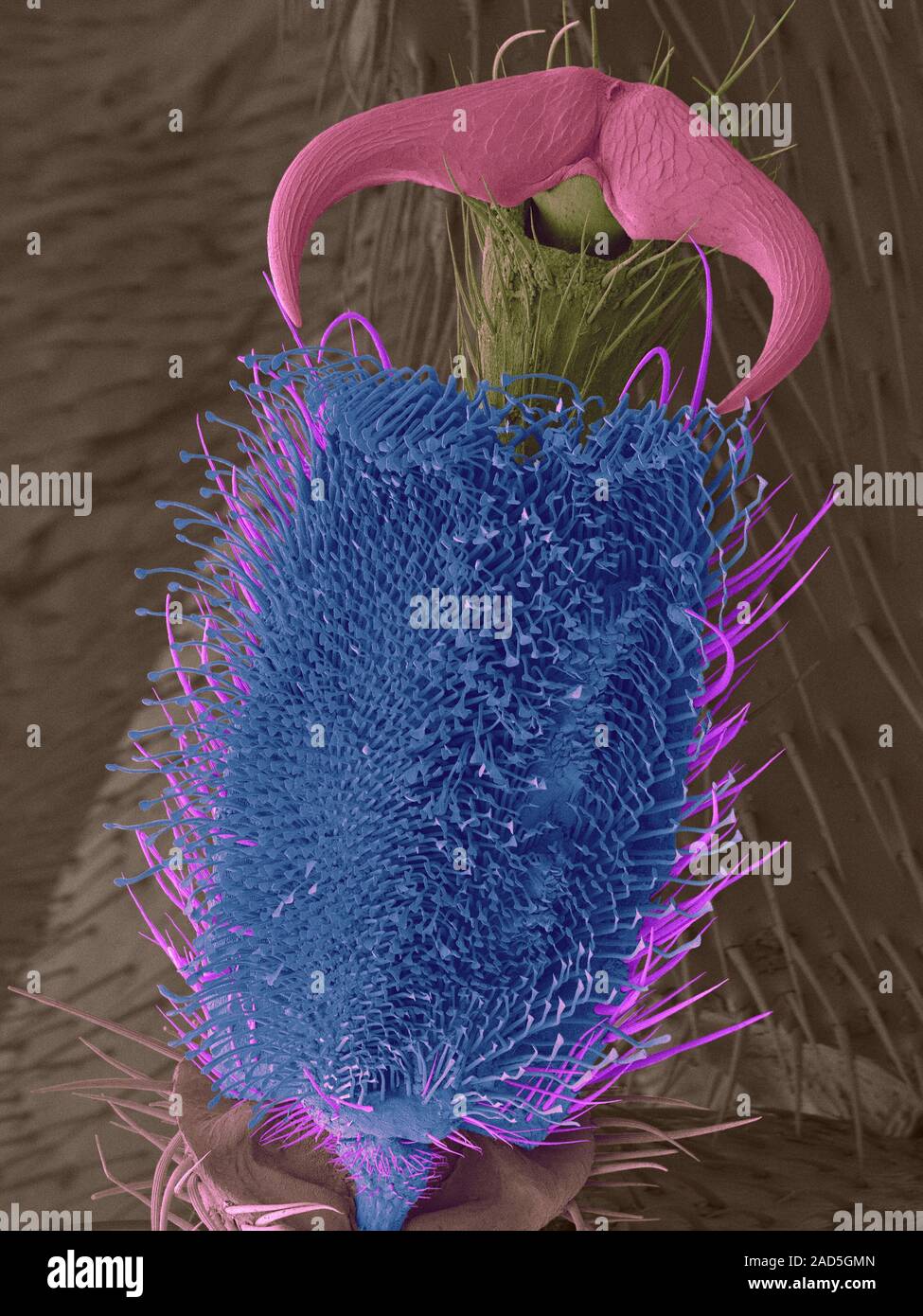 Coloured scanning electron micrograph (SEM) of Common firefly leg ...