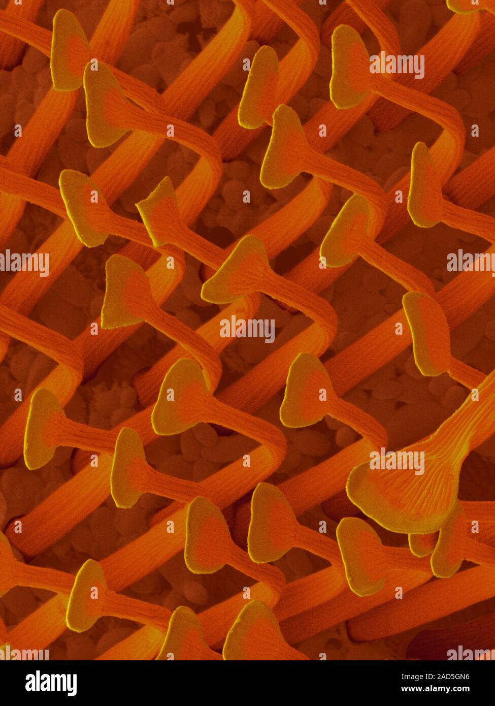 Coloured scanning electron micrograph (SEM) of Common firefly pulvillar ...