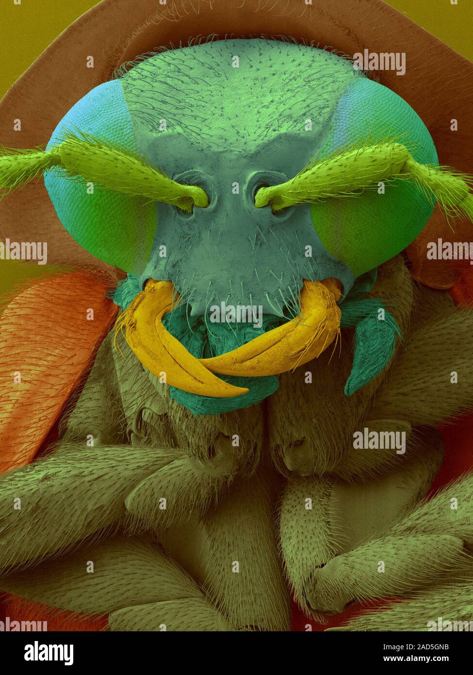 Coloured scanning electron micrograph (SEM) of Predator firefly ...
